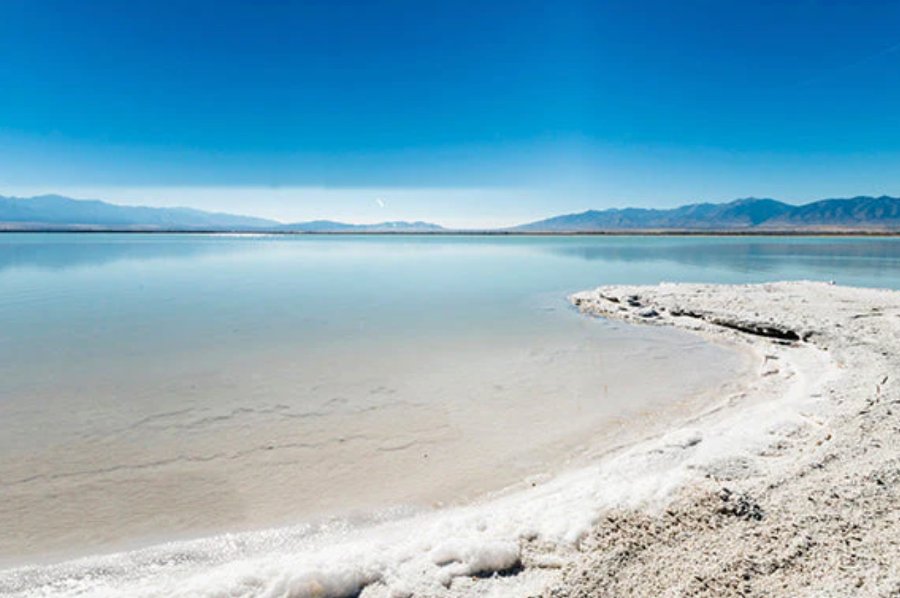 Brine Shrimp (Sea-Monkeys®) Officially Named Utah's State Crustacean ...