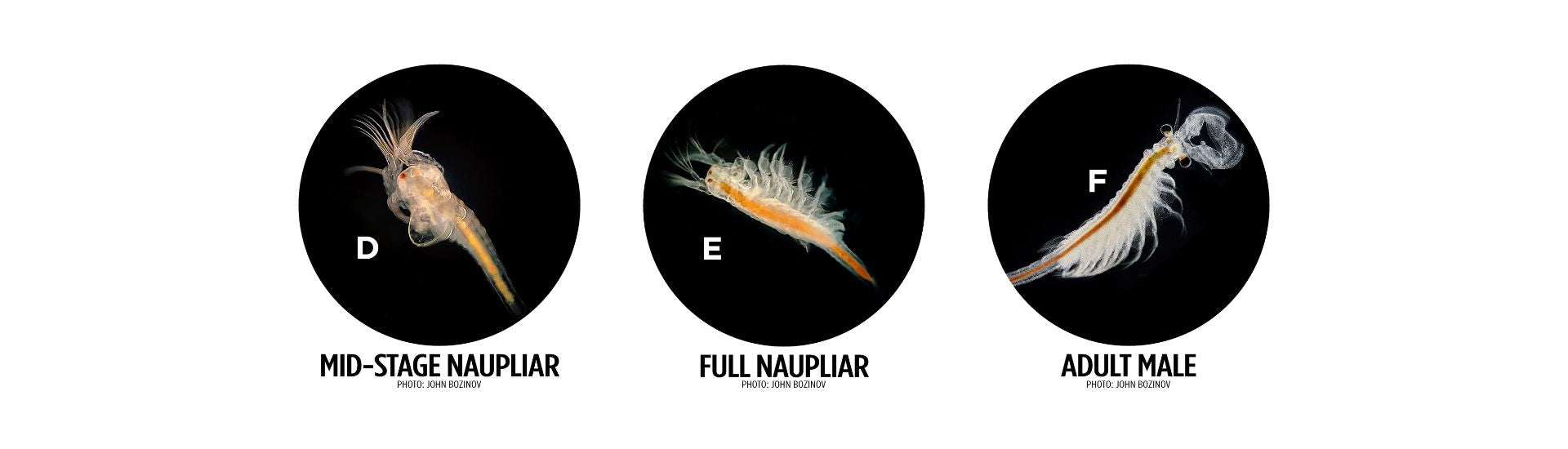 Knowledge – Sea-Monkeys USA