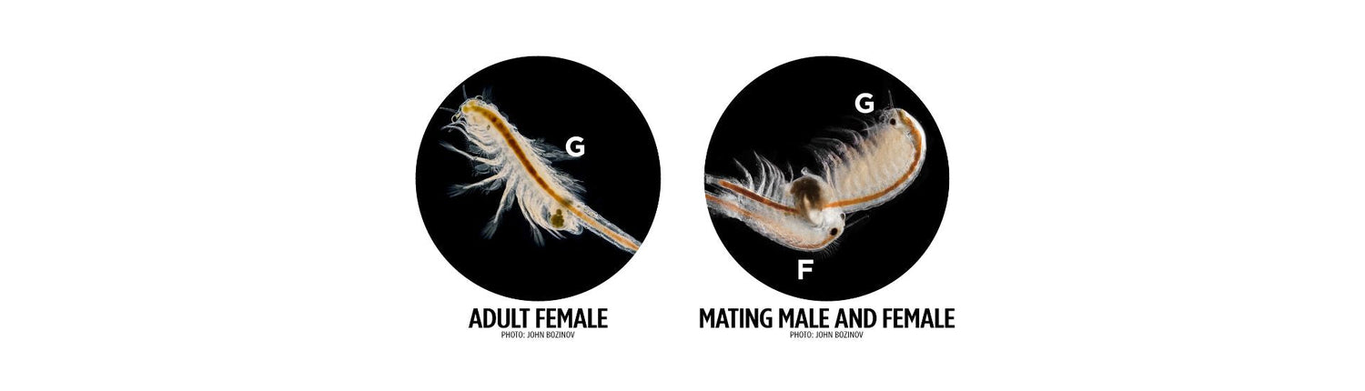 Knowledge – Sea-Monkeys USA