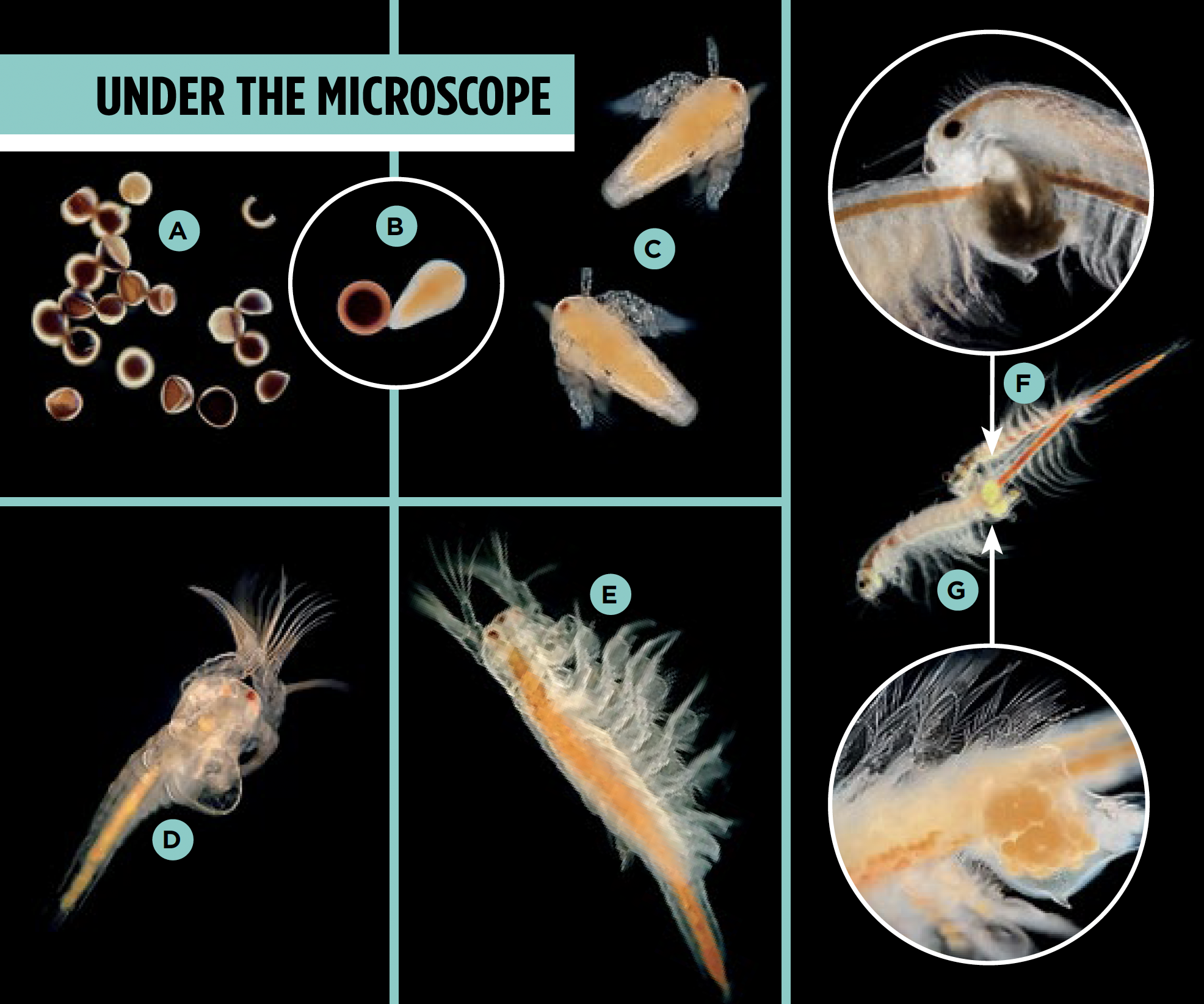 Knowledge – Sea-Monkeys USA