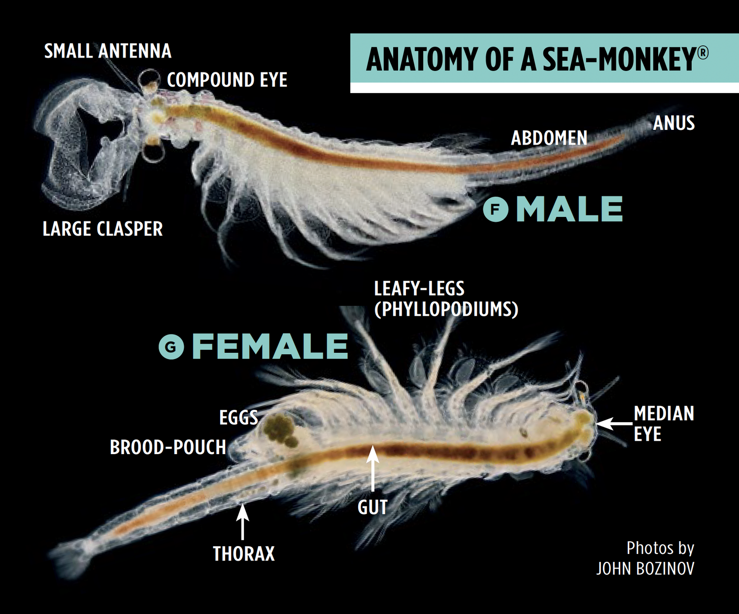 CIRCLE OF LIFE – Sea-Monkeys USA